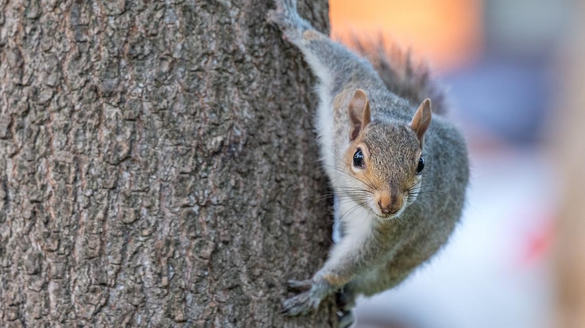 'Very mean squirrel' sent 2 to hospital in SF Bay Area | abc10.com