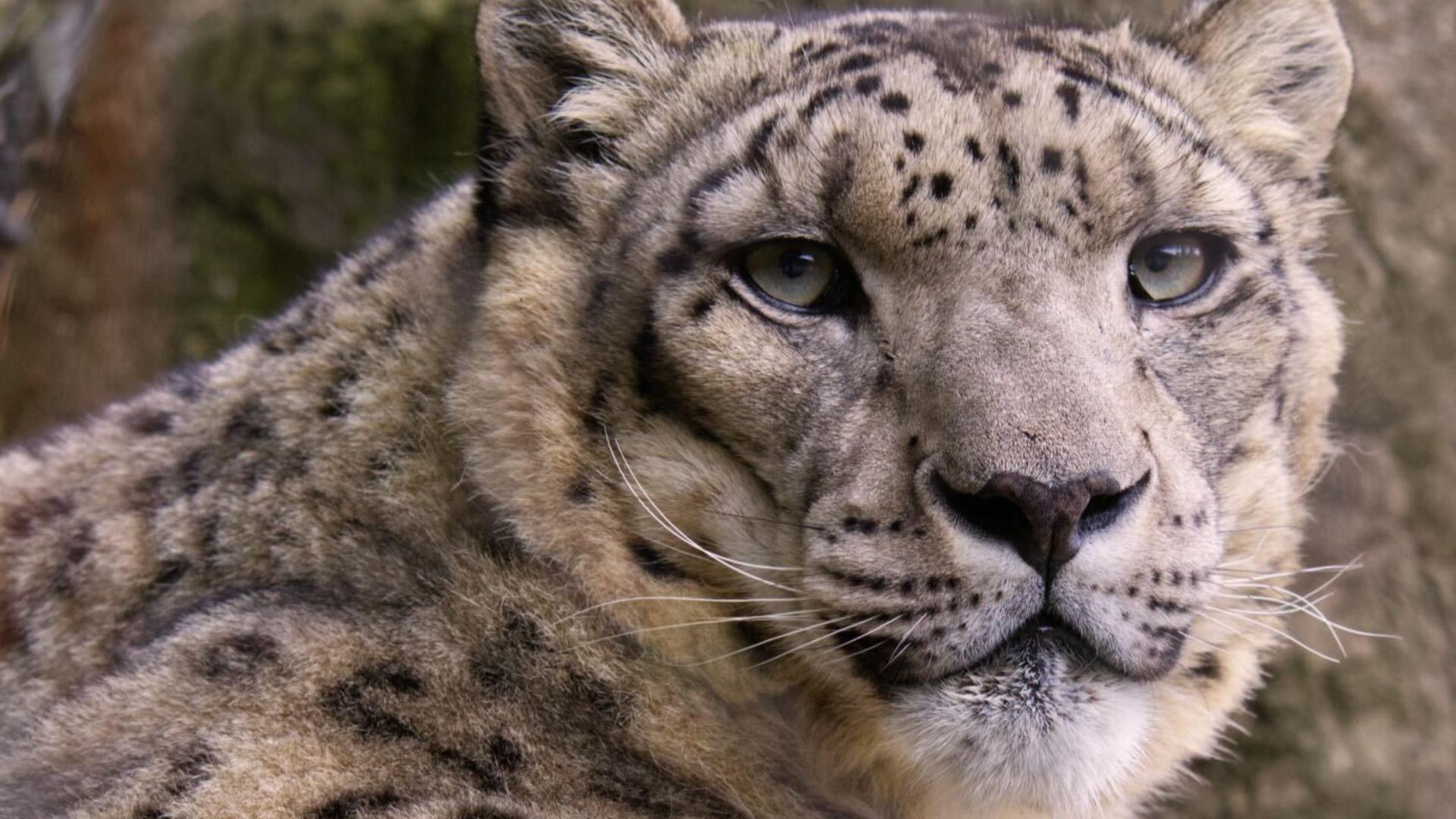 Snow leopard, Blizzard, to leave Sacramento Zoo | abc10.com