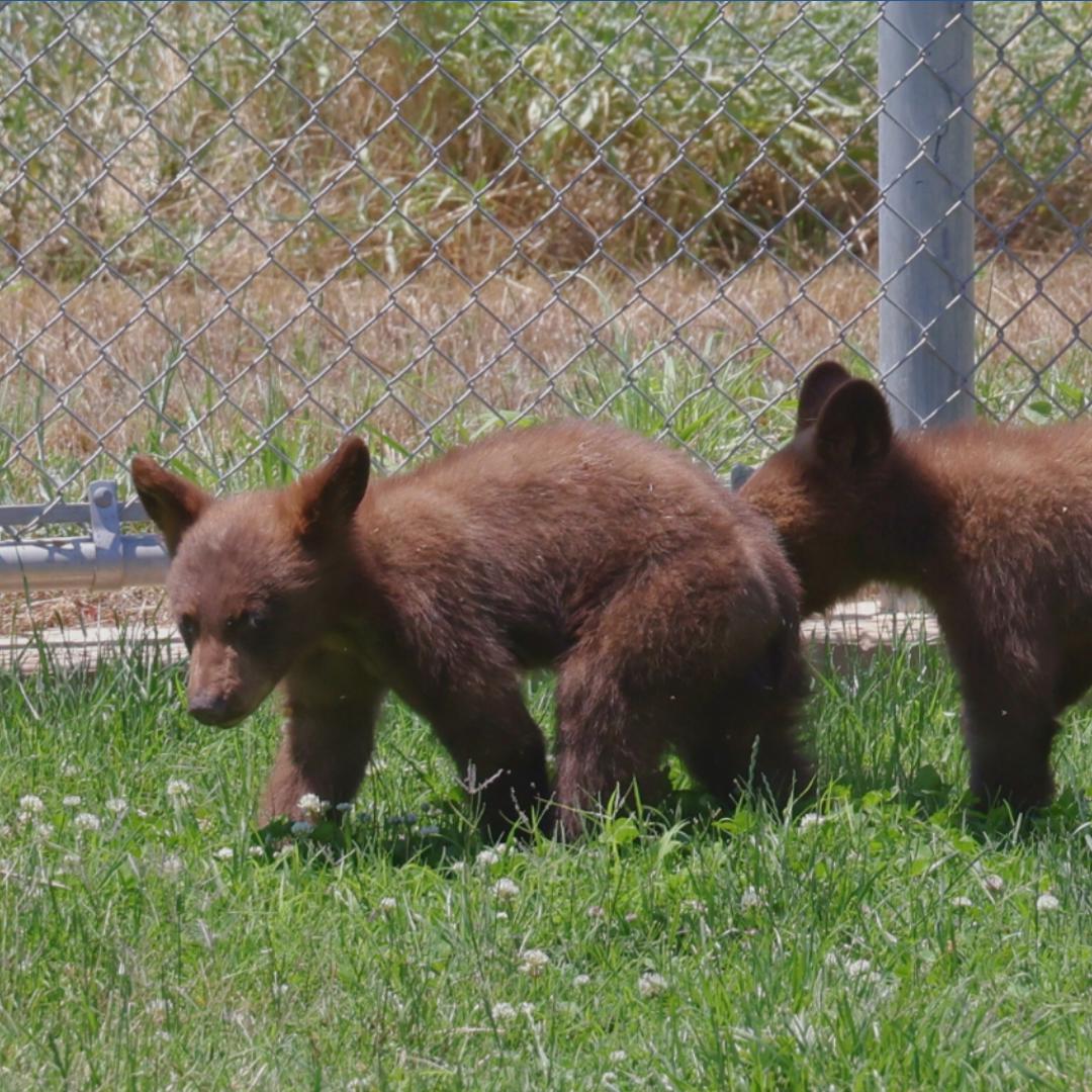 GCWR cares for record 6 orphaned bear cubs in 2025 | abc10.com