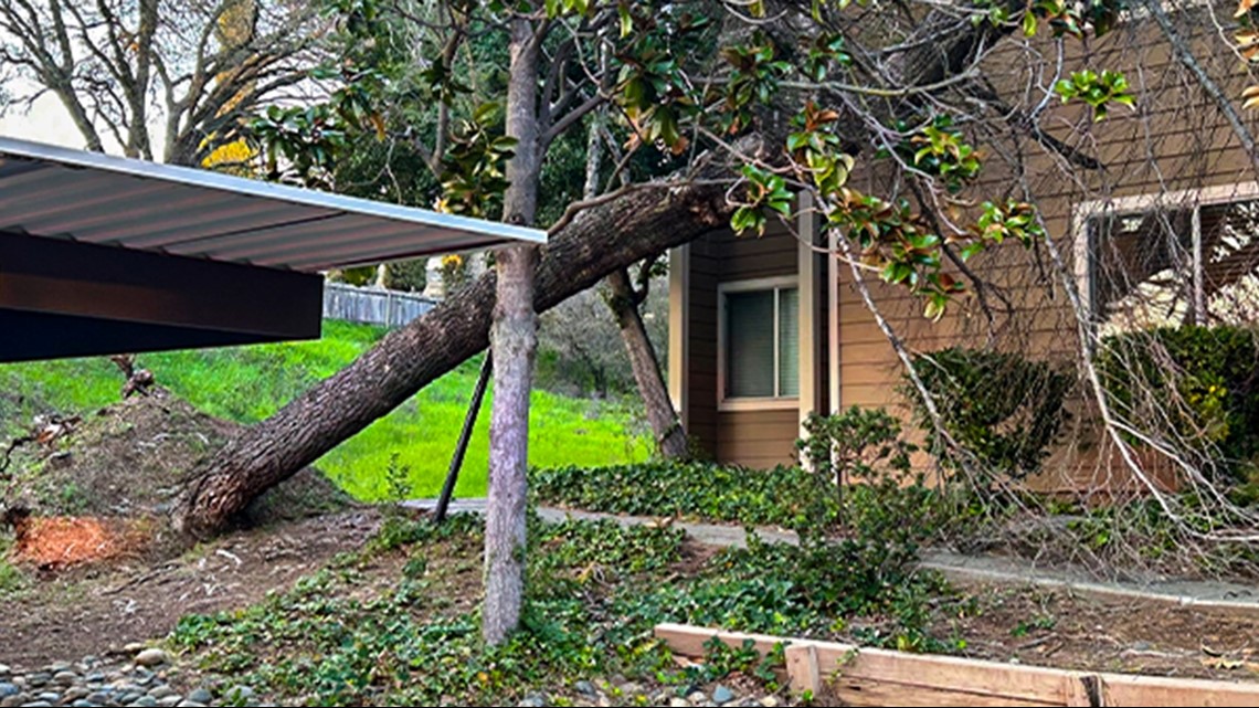 2 families potentially displaced after tree falls onto apartments ...