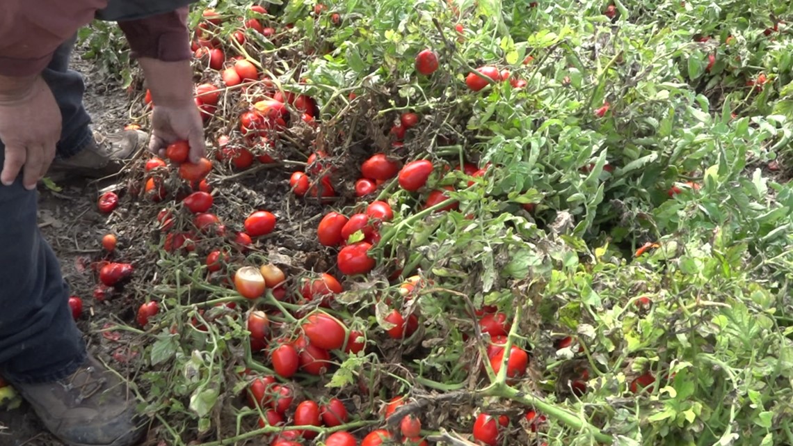 Tomato rot worries Solano County farmers | abc10.com