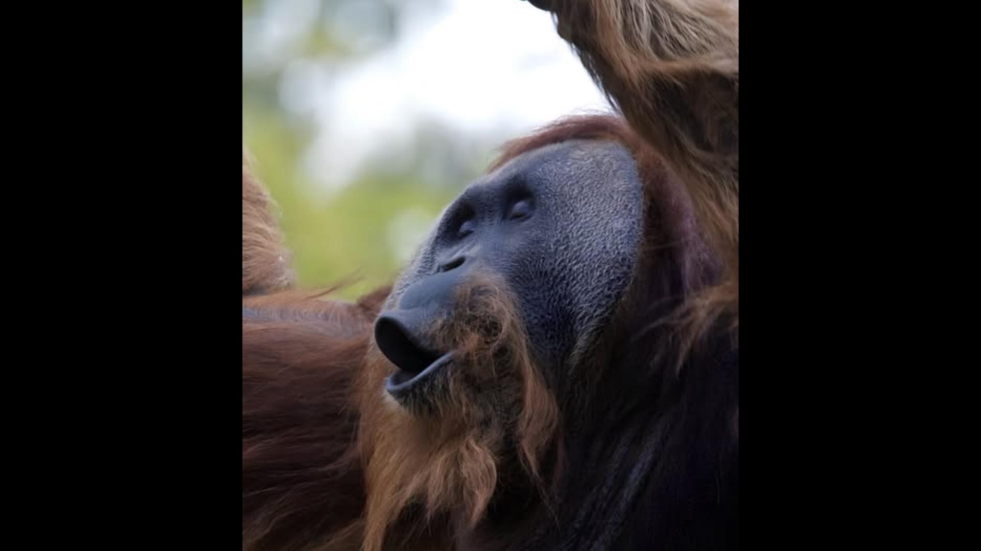 Sacramento Zoo mourns loss of beloved 23-year-old Sumatran orangutan ...