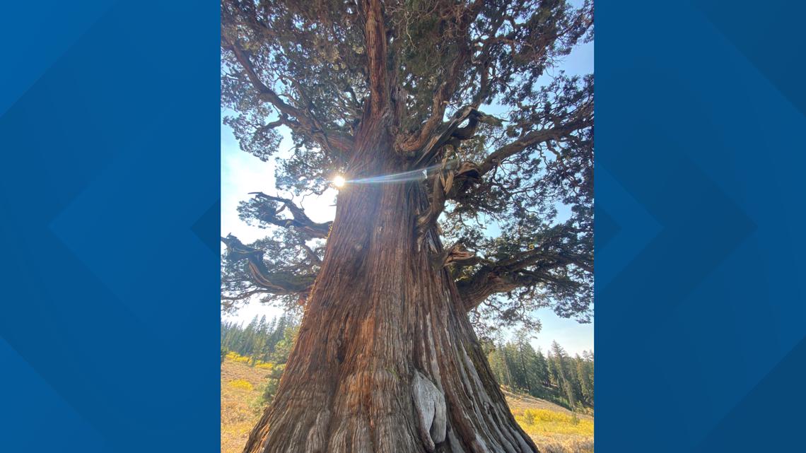 Worlds oldest Juniper Tree is in Tuolumne County's backyard | abc10.com