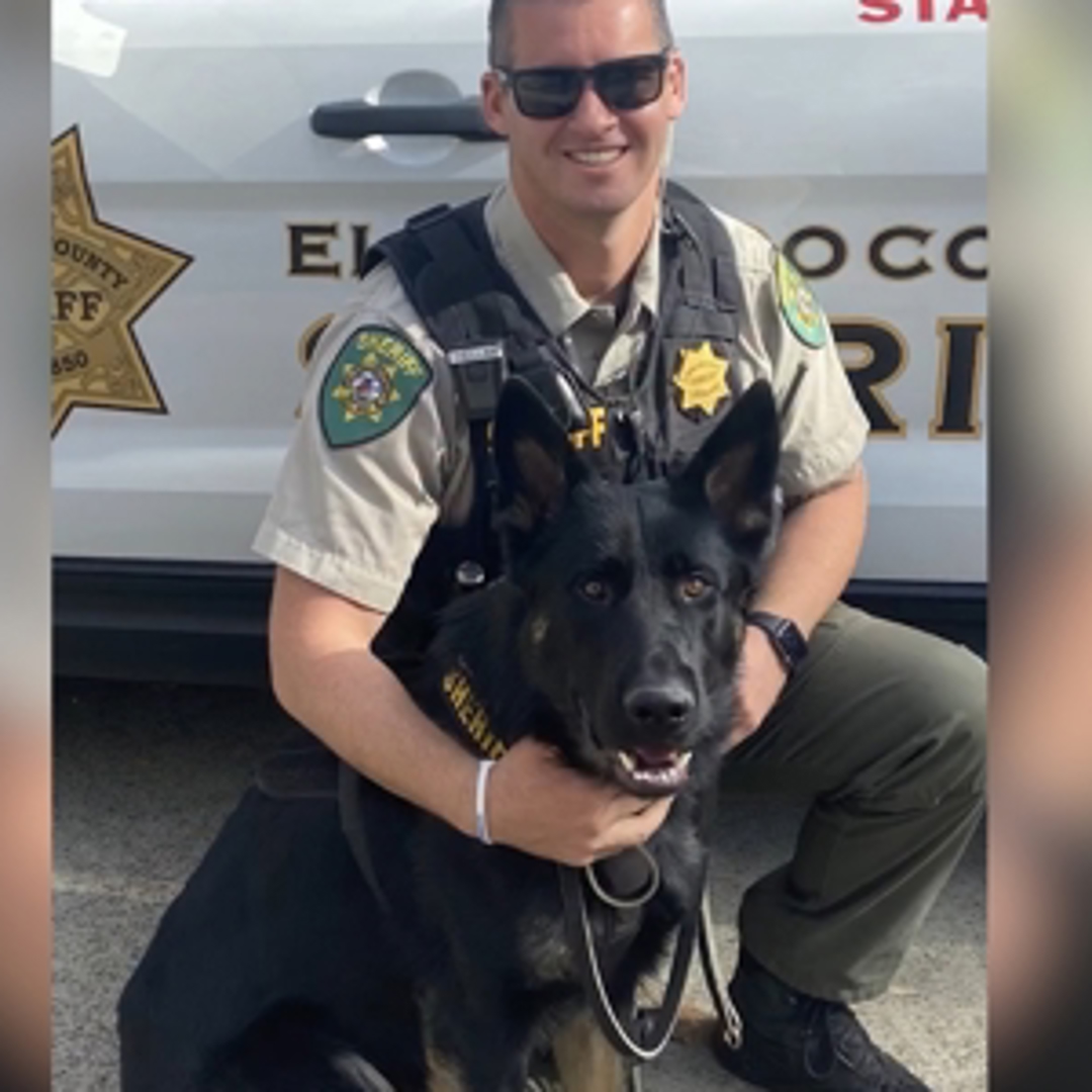 El Dorado County K9 Apollo dies after medical emergency | abc10.com