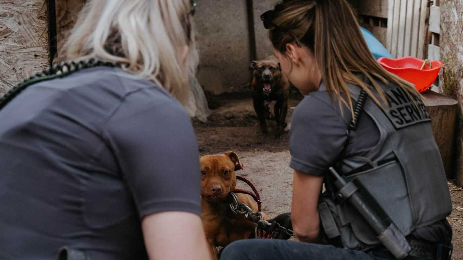 Photos: 73 dogs rescued from suspected animal abuse, dog fighting at ...