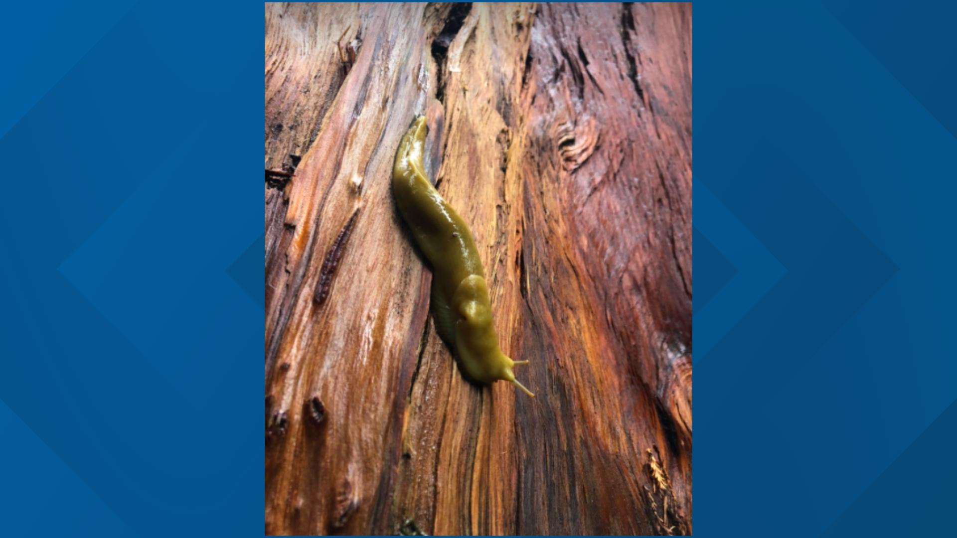 3 new California state symbols for 2025 | abc10.com