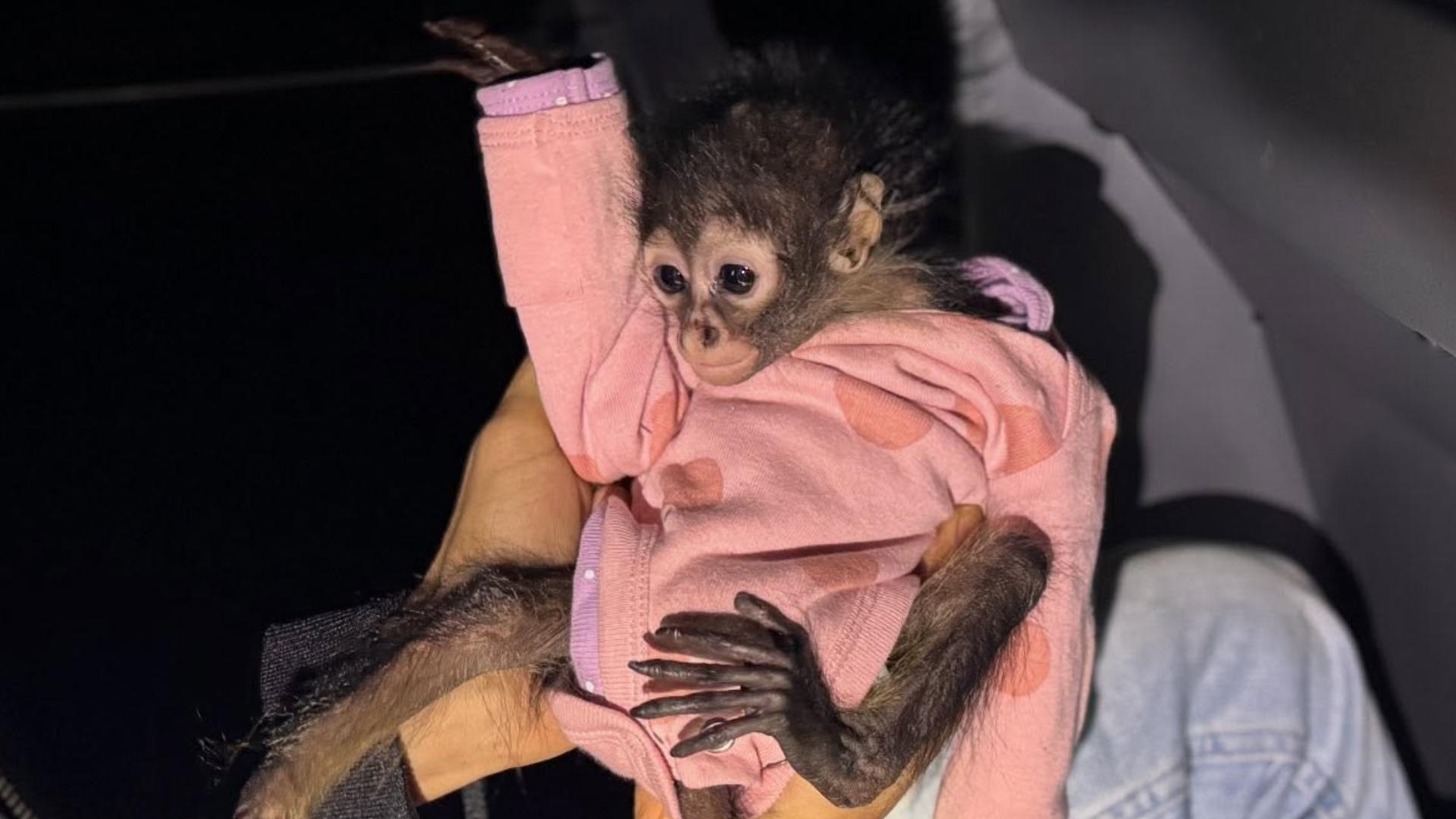 Spider monkey found during DUI arrest in California | abc10.com