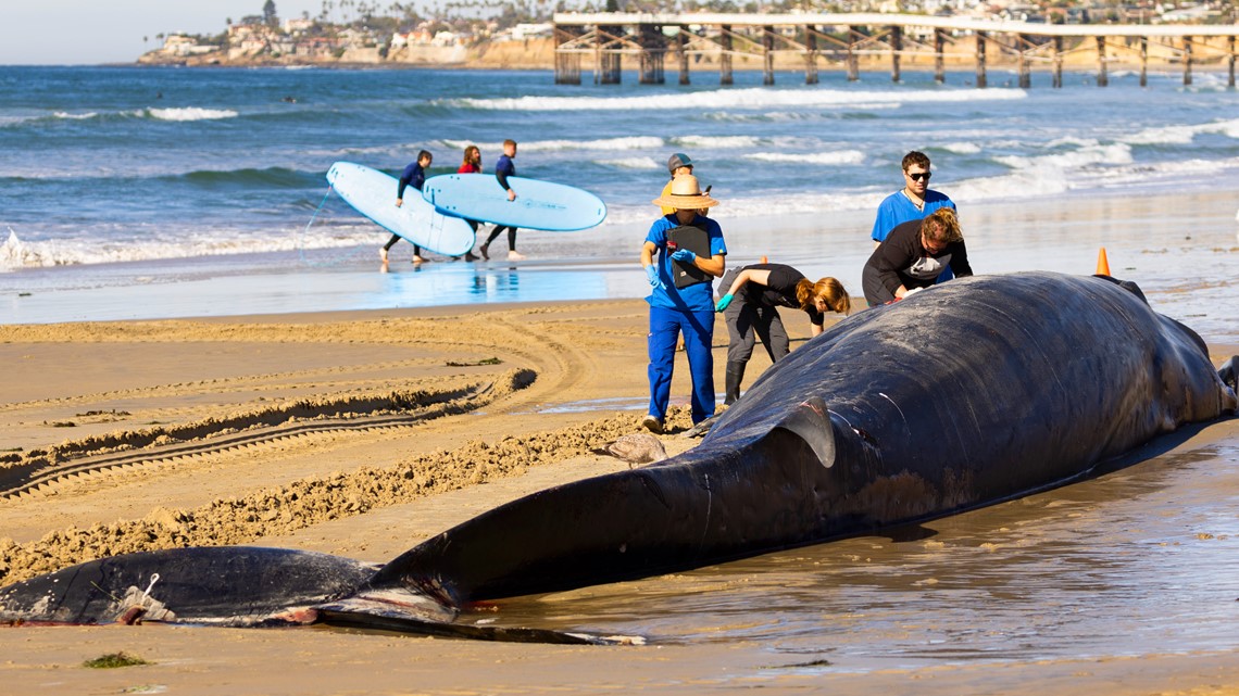 Dead whale washes up on San Diego beach in California | abc10.com