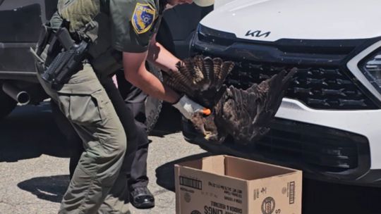Juvenile red-tailed hawk rescued after surviving 200 miles trapped in ...