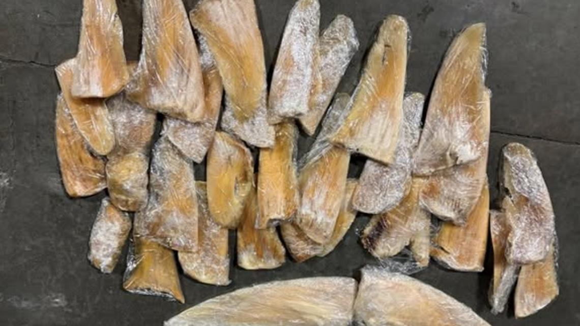 40 suspected shark fins seized from private jet in California ...
