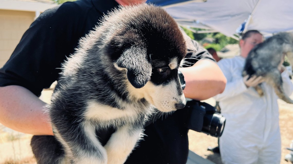 Animal cruelty arrest: El Dorado Hills woman accused | abc10.com