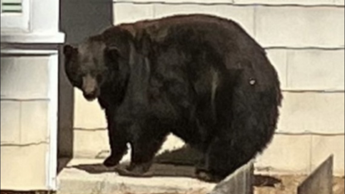 Female bear connected to 20+ South Lake Tahoe break-ins caught | abc10.com