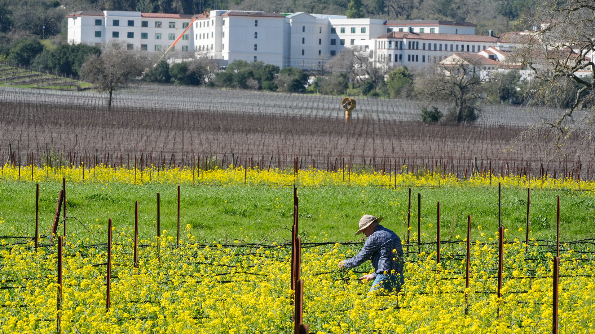 Napa Mustard Season: What to know about Napa's mustard bloom | abc10.com