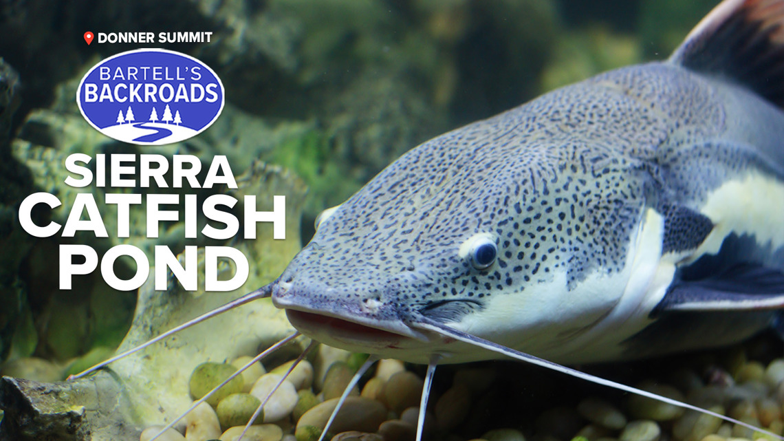 Chinese Catfish Pond near Donner Ski Ranch: How did it get there ...