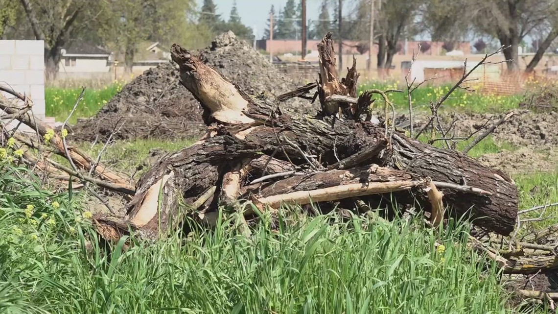 21 trees cut down in Sacramento for new housing development | abc10.com