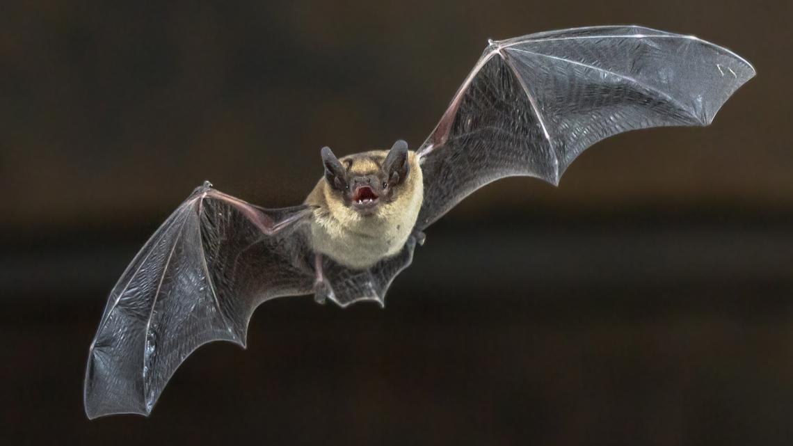 City of Lodi reports rabies-positive bat, first in years | abc10.com