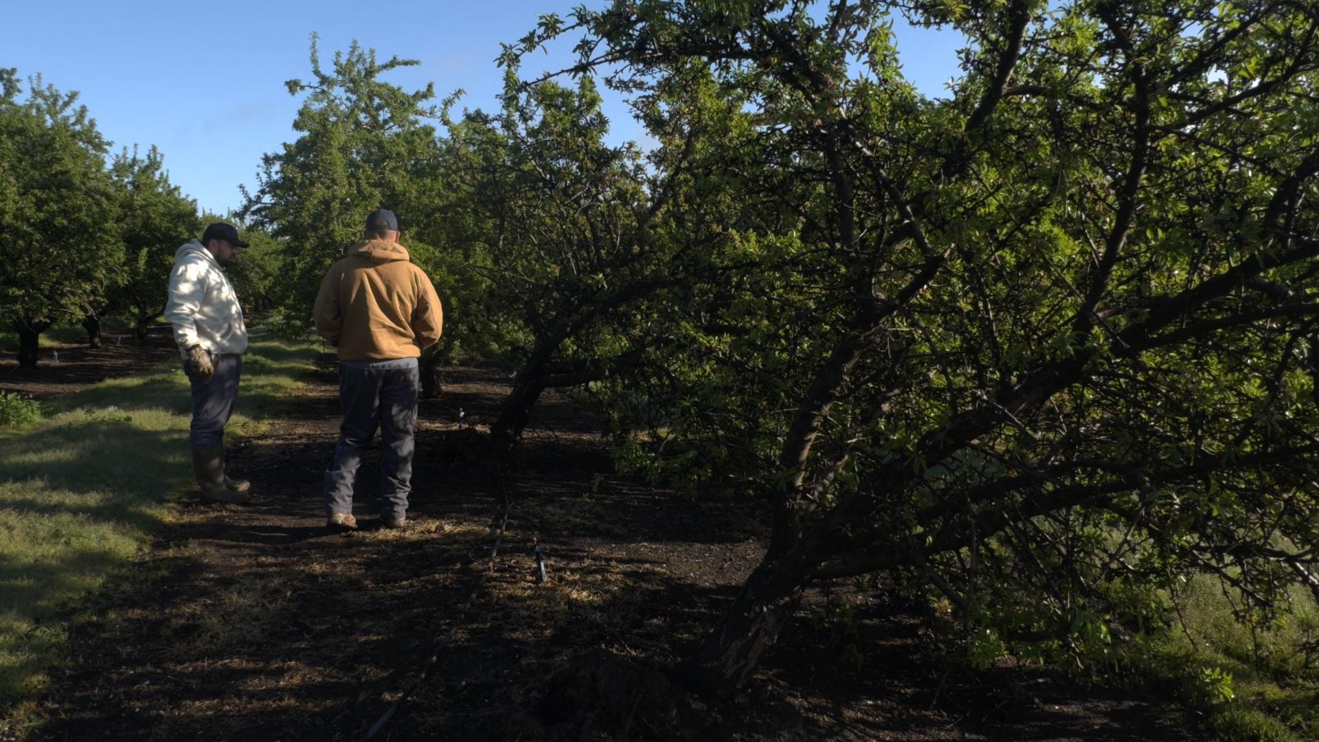 100 almond trees uprooted by 70 mph winds during Stanislaus County ...