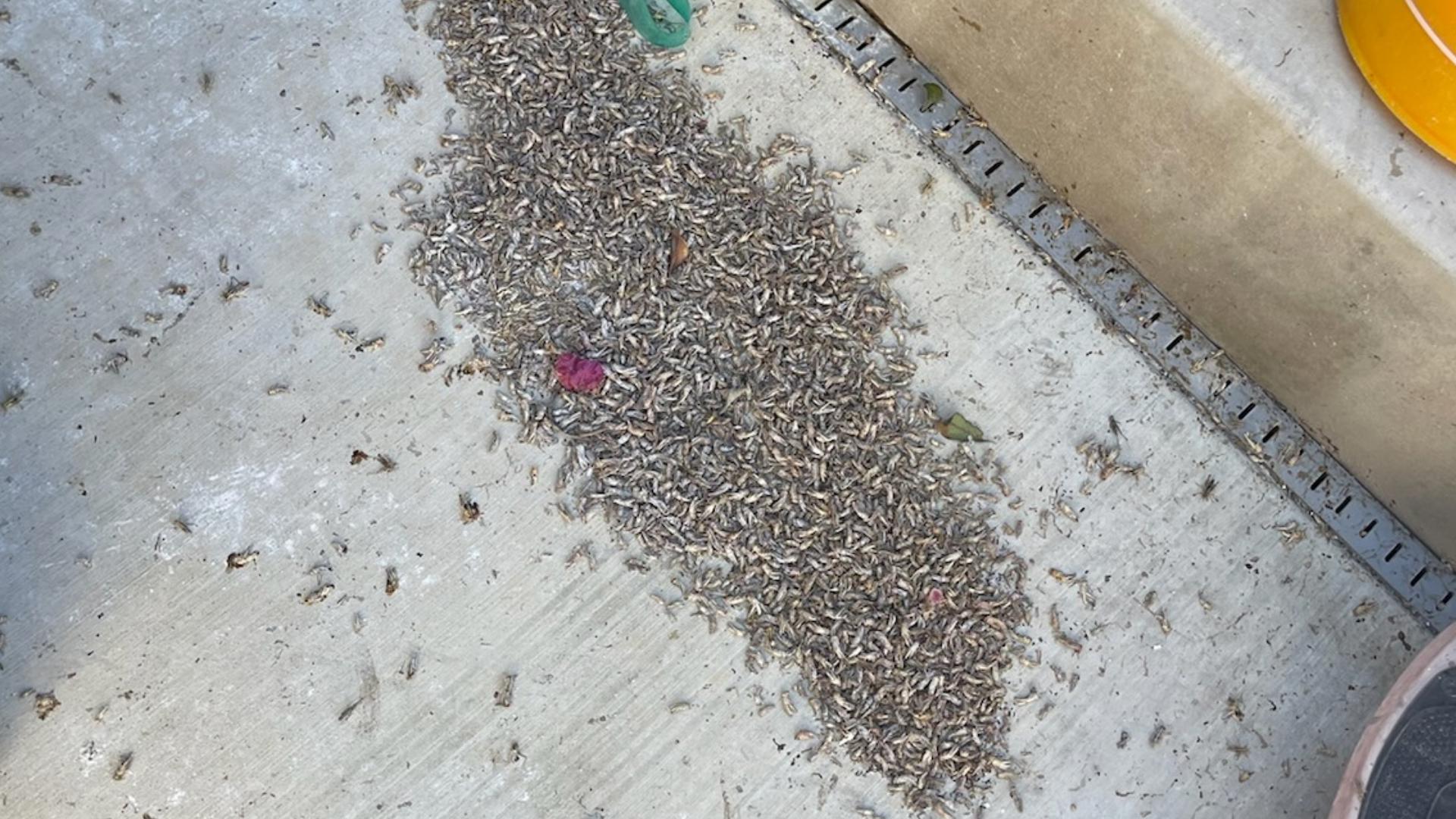 Locusts invade Roseville neighborhood: Tips for dealing with them ...