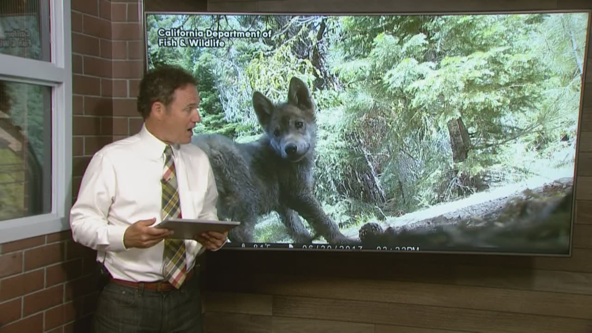 2nd pack of gray wolves spotted in Northern California | abc10.com