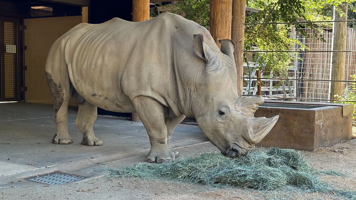 First rhino welcomed in Sacramento Zoo's 96-year history | abc10.com