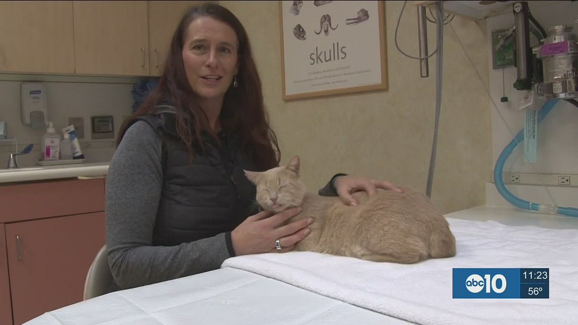 How stem cell treatment is curing cats | abc10.com