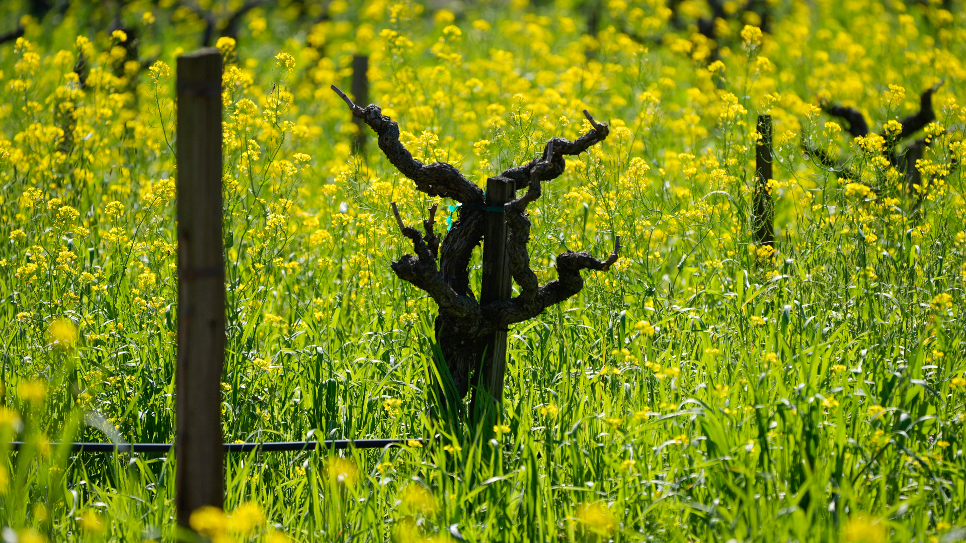 Napa Mustard Season: What to know about Napa's mustard bloom | abc10.com