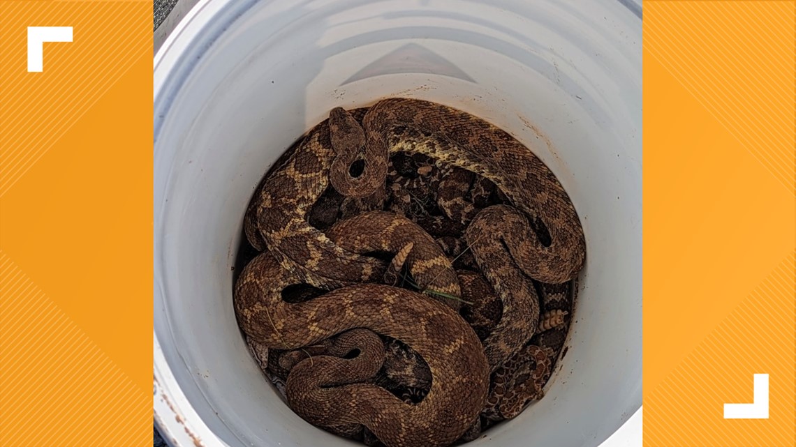 17 snakes removed from old barn in Auburn | abc10.com