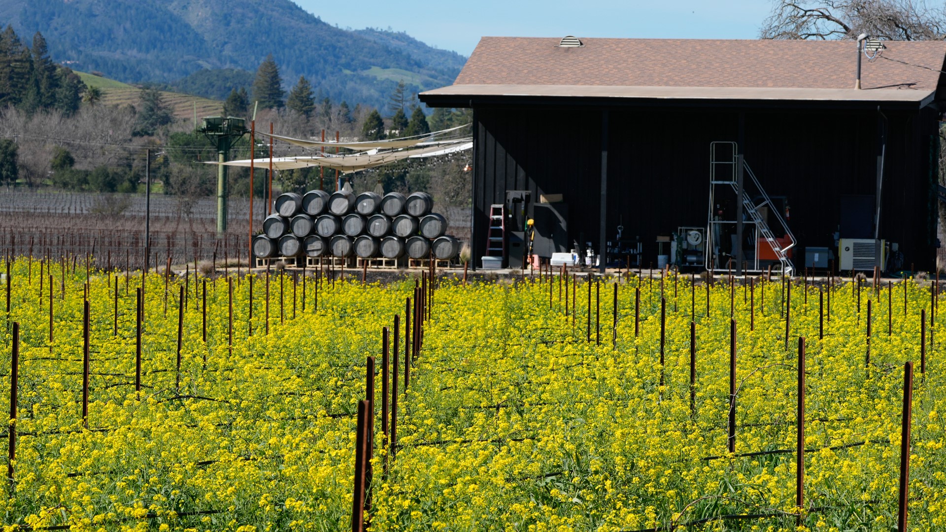 Napa Mustard Season: What to know about Napa's mustard bloom | abc10.com