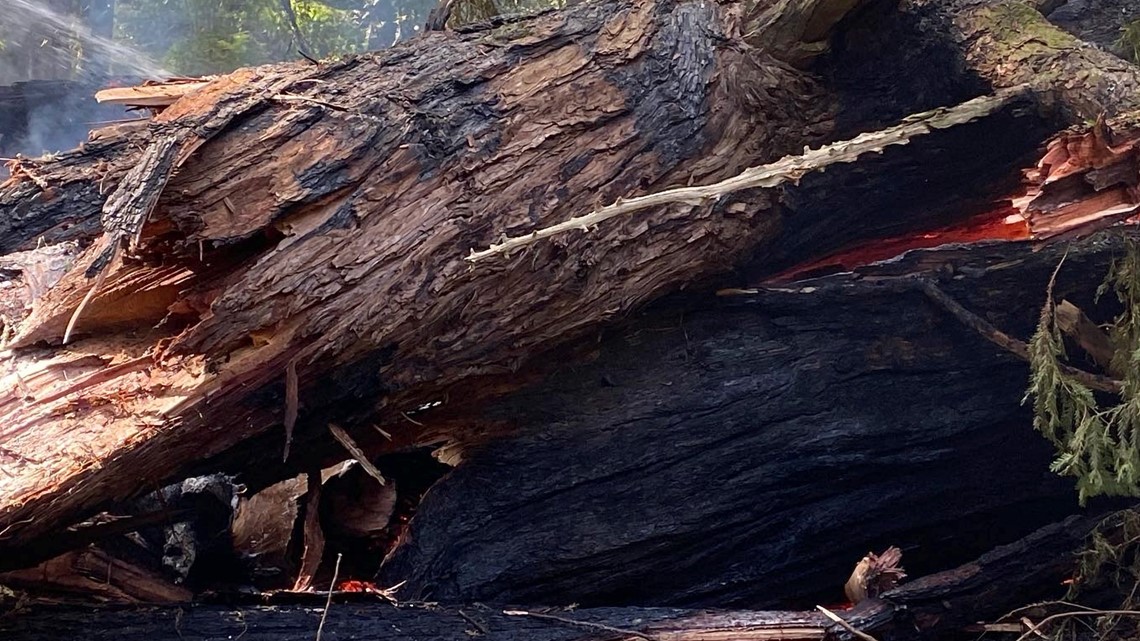 Fire destroys ancient redwood tree in Northern California park | abc10.com