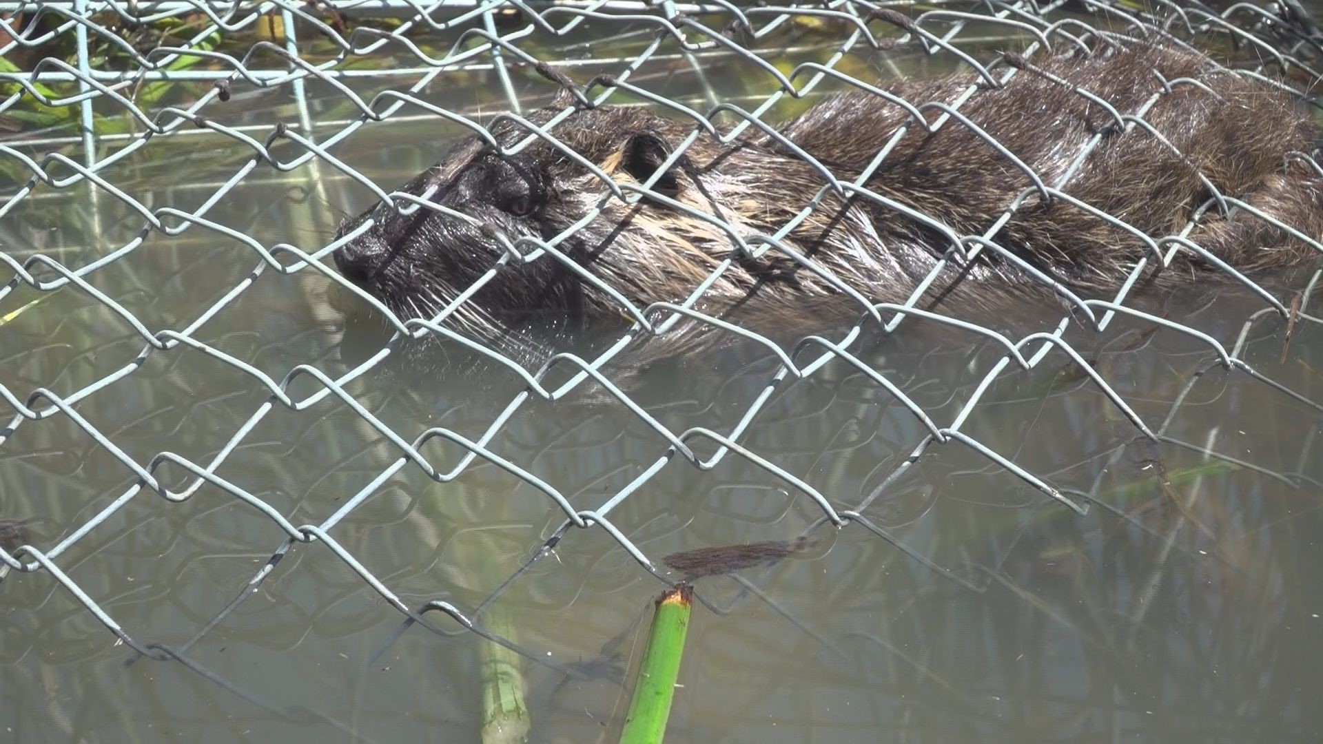 Giant river rats are invading California | abc10.com