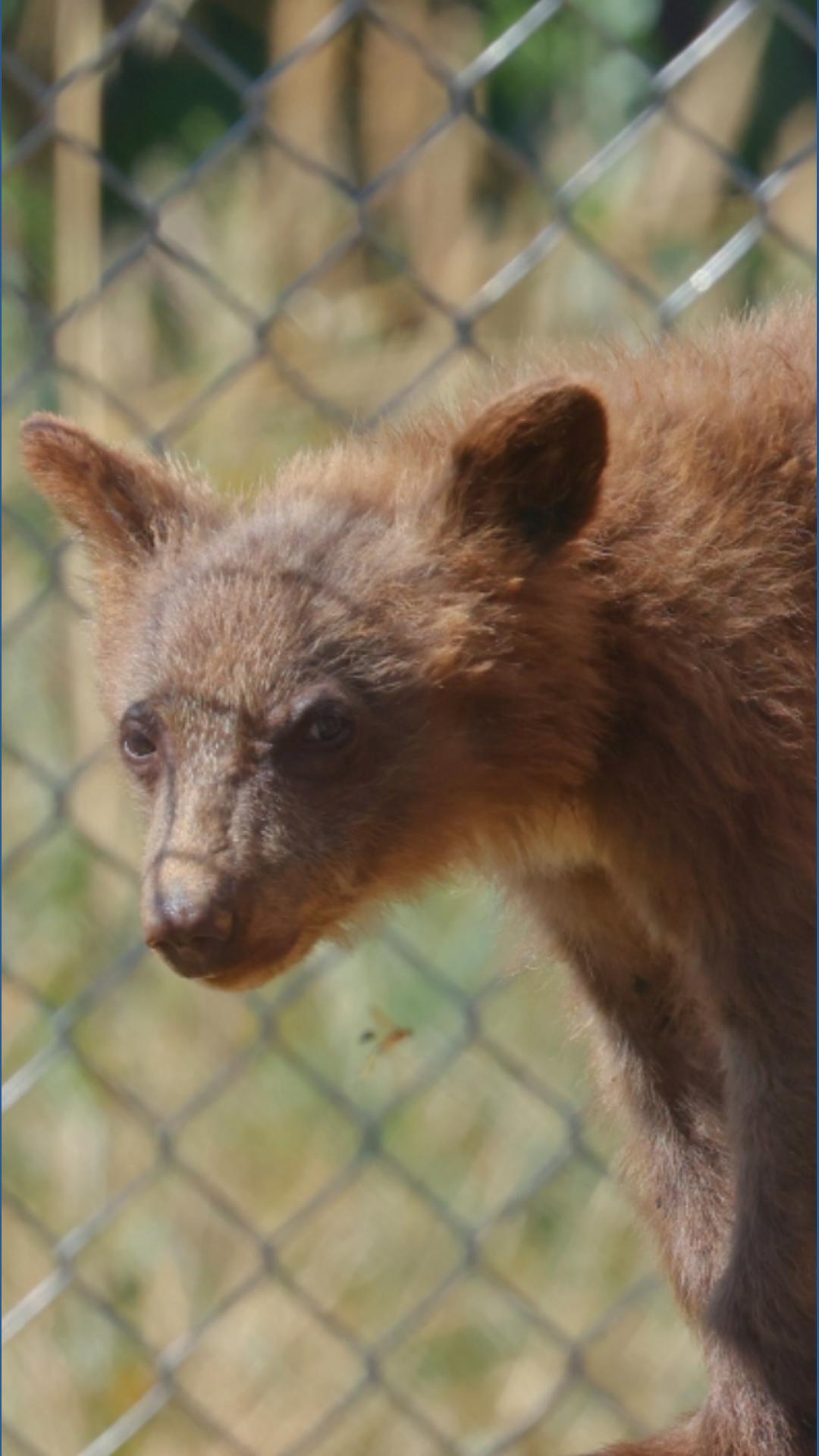 GCWR cares for record 6 orphaned bear cubs in 2025 | abc10.com