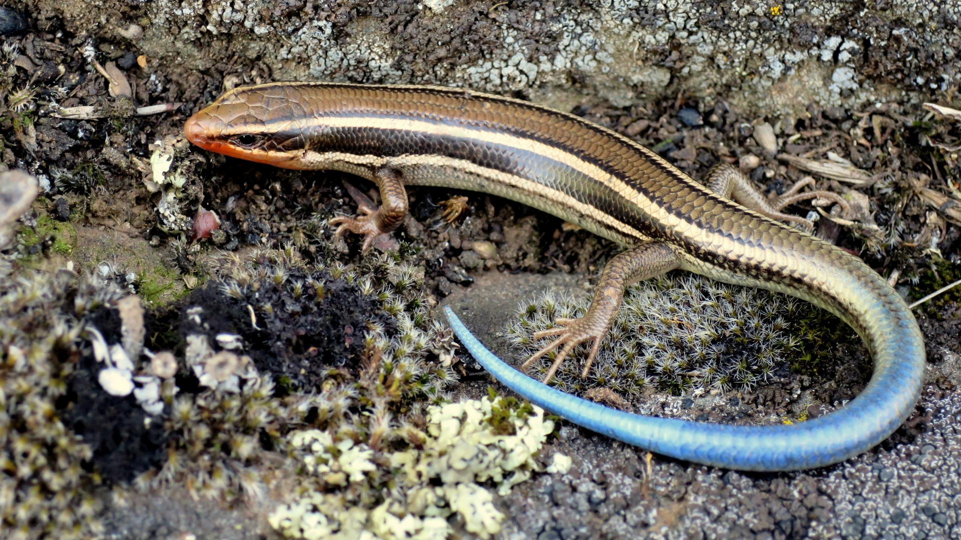 What lizards are in Sacramento? Everything you need to know | abc10.com