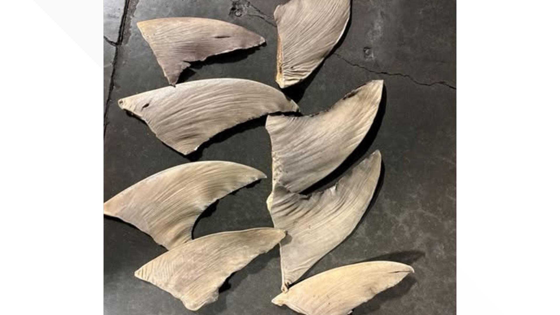 40 suspected shark fins seized from private jet in California ...