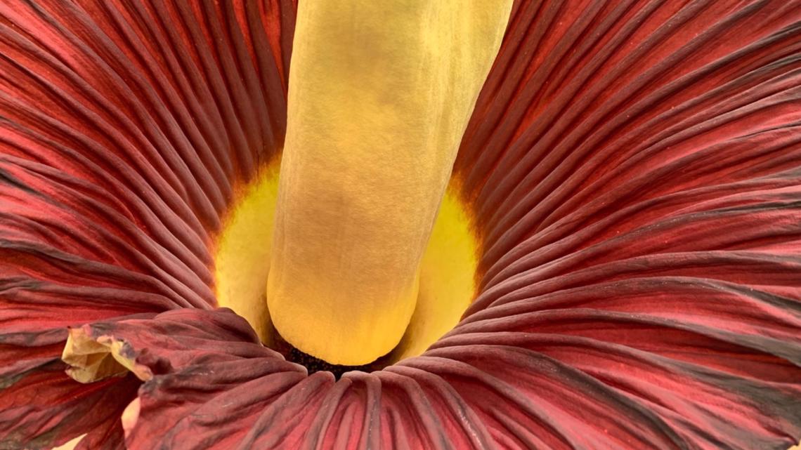 Corpse lily in Turlock blooms at Stanislaus State | abc10.com