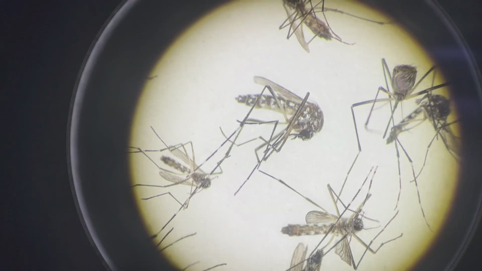 Zika and dengue risk: Invasive mosquito species found in every San ...