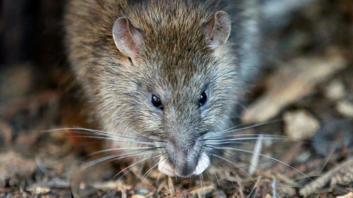 Up to 700 rats found living in home with elderly California man | abc10.com