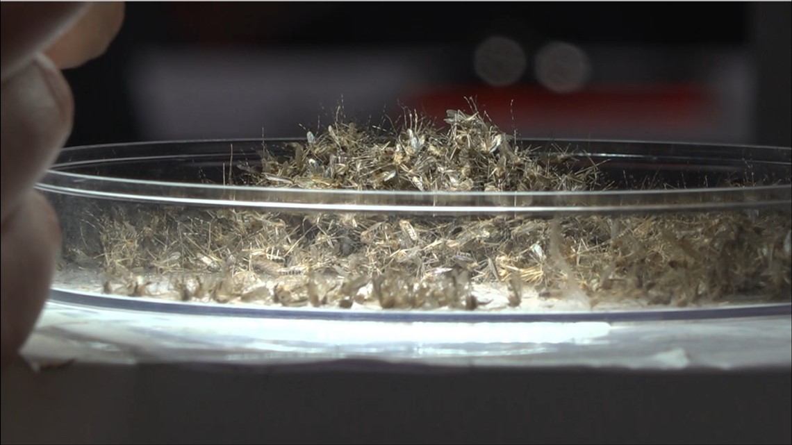 Invasive Aedes mosquito spreading in San Joaquin County | abc10.com