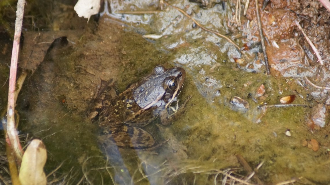 Threatened species of frog found in Mosquito Fire burn scar | abc10.com