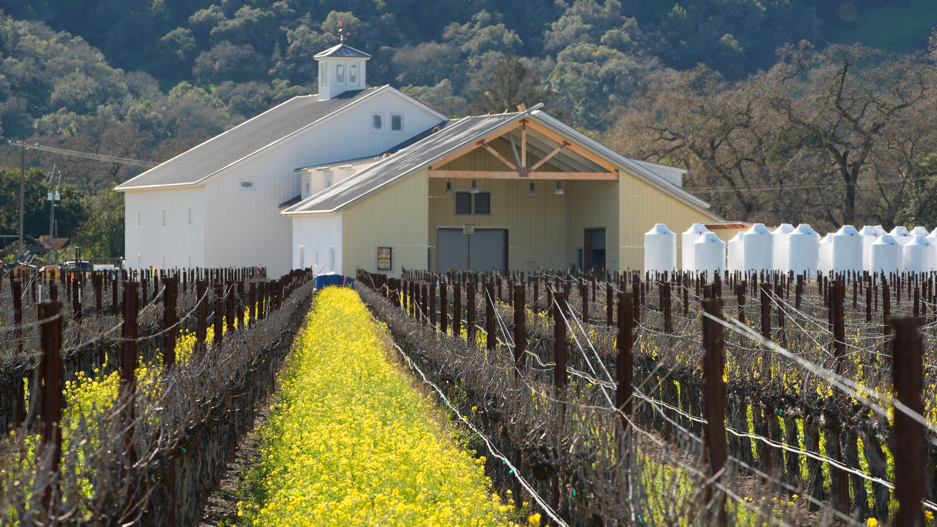 Napa Mustard Season: What to know about Napa's mustard bloom | abc10.com