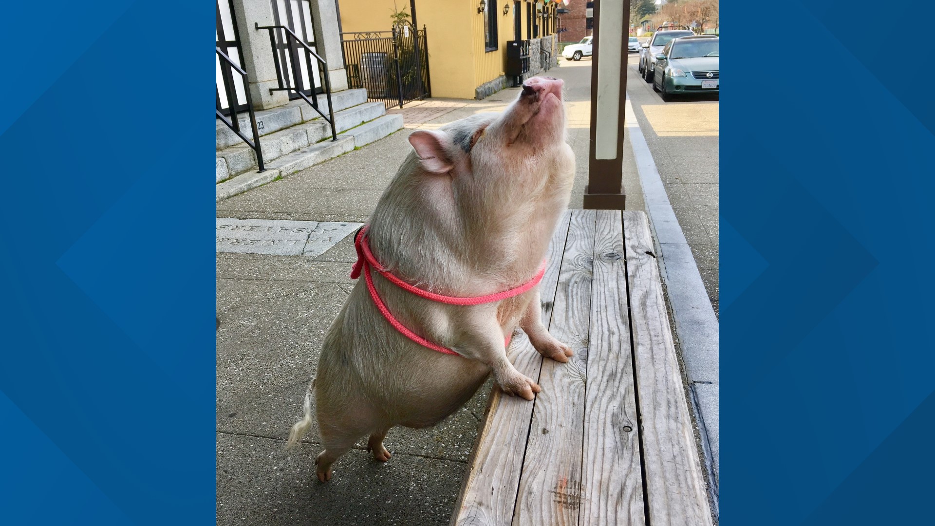 Here’s how Folsom’s unofficial pig mascot is doing ahead of 2024 ...