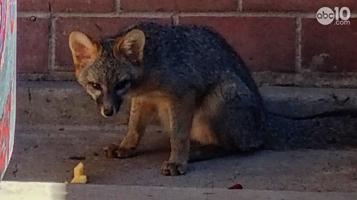 Citrus Heights elementary school hounded by flea infested foxes | abc10.com