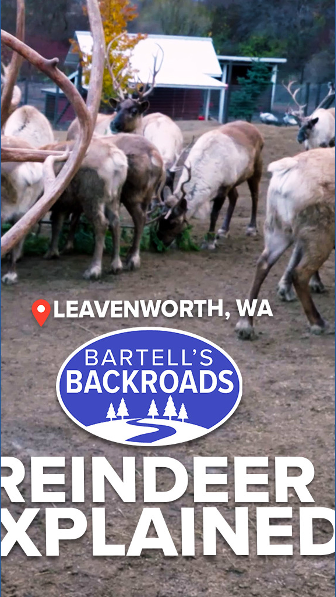 How a reindeer farm connects Christmas and caribou conservation ...