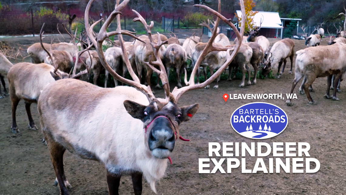 How a reindeer farm connects Christmas and caribou conservation ...