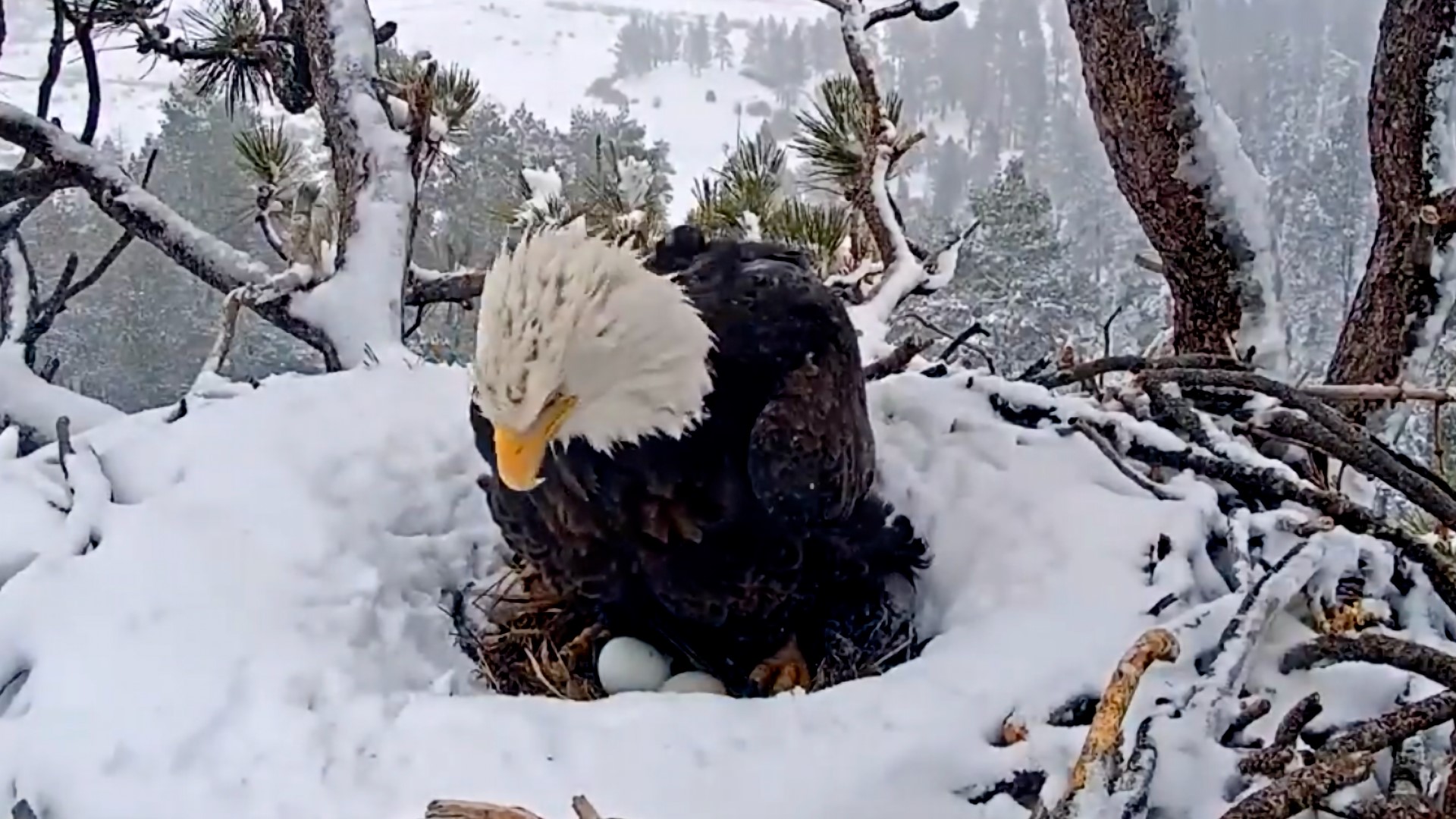 Big Bear eagle nest cam | Watch Live | abc10.com