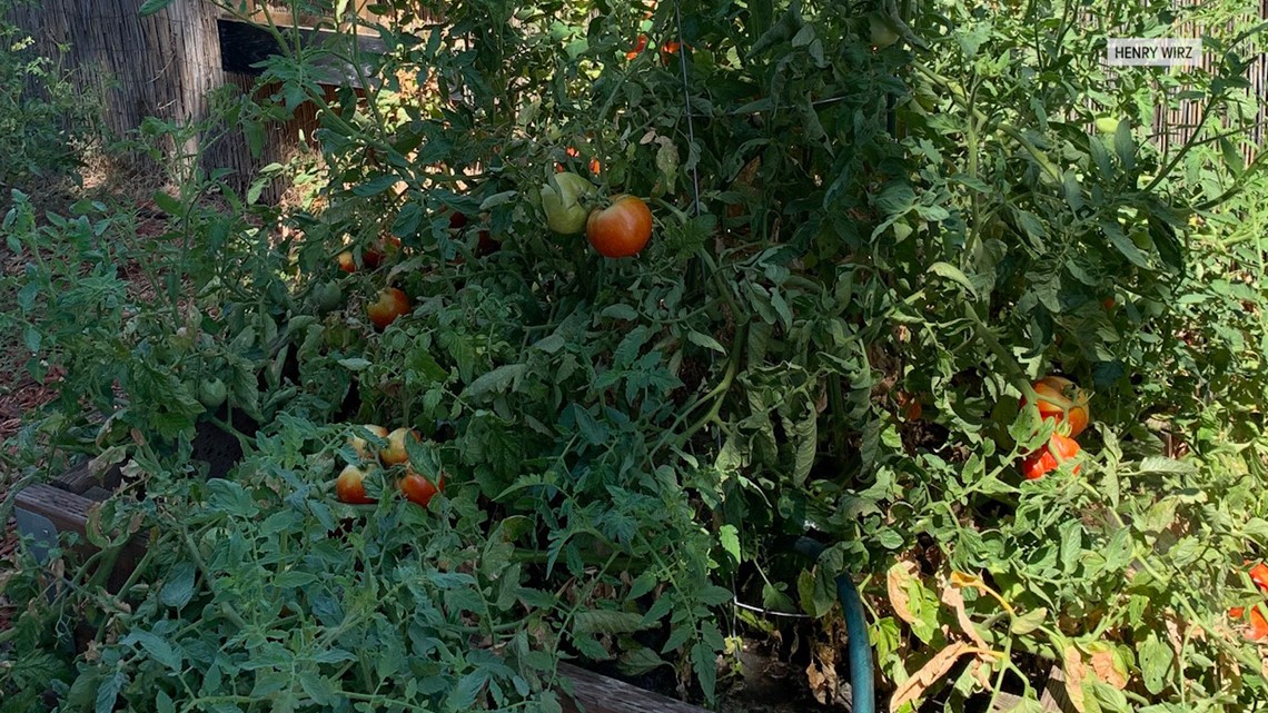 Sacramento Kings helps feed families with ROOT community garden | abc10.com