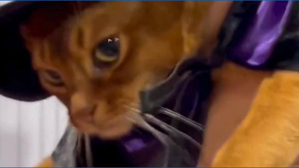 Costume contest at Dixon cat show | abc10.com