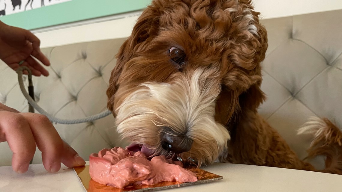 San Francisco Dogue restaurant pampers pups | abc10.com
