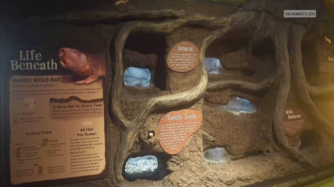 New exhibit: Sacramento Zoo welcomes first-ever naked mole-rat colony ...