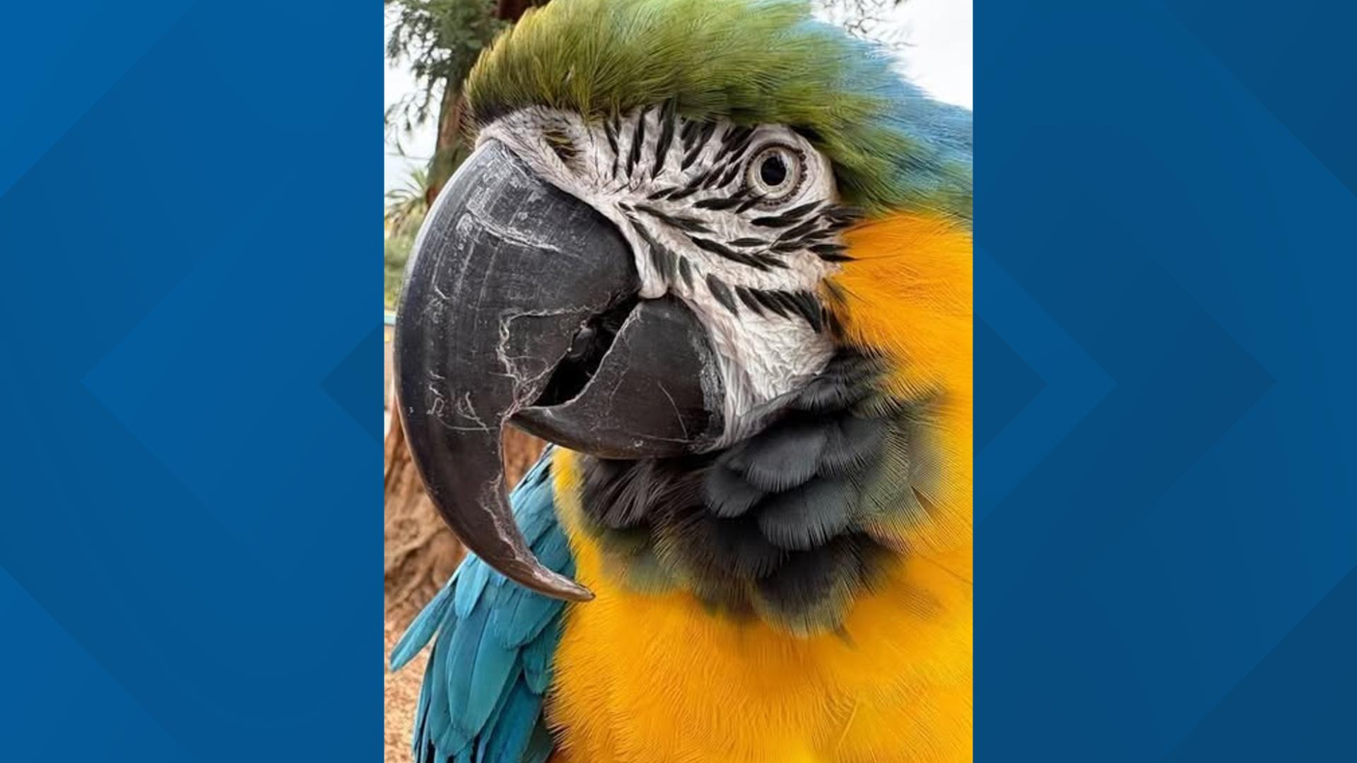 Sacramento Zoo mourns loss of beloved blue and gold macaw | abc10.com