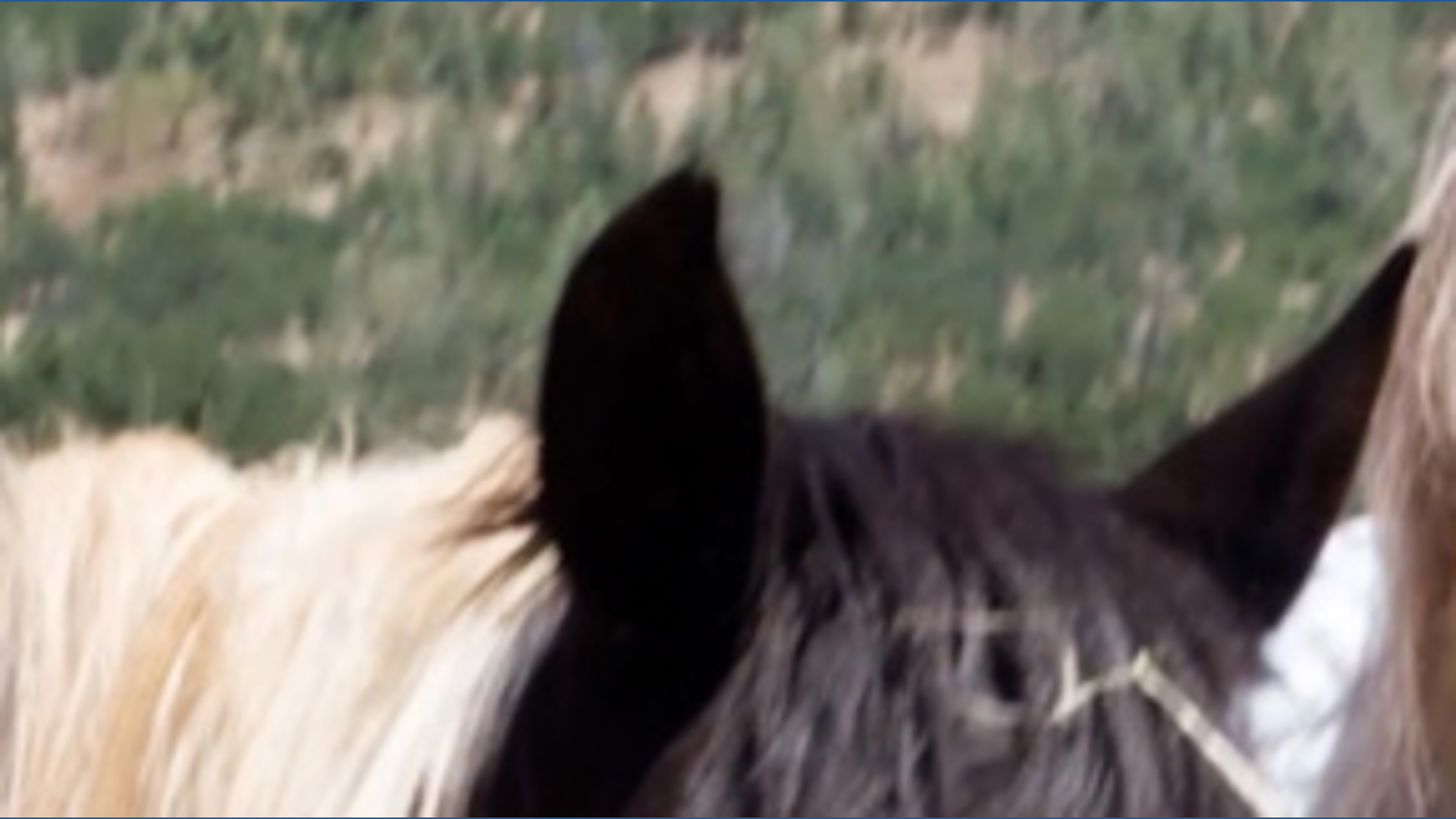 Wild Horse Sanctuary helps horses be horses | Bartell's Backroads ...